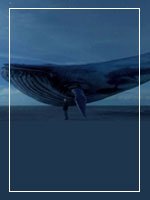 Mavi Balina Oyunu Nedir? Görevleri Nelerdir?