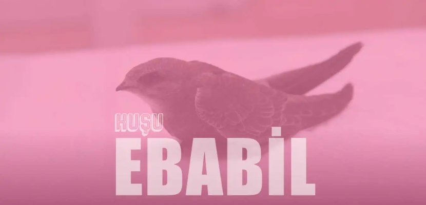 Ebabil Kuşu Hikayesi ve Özellikleri Nedir?